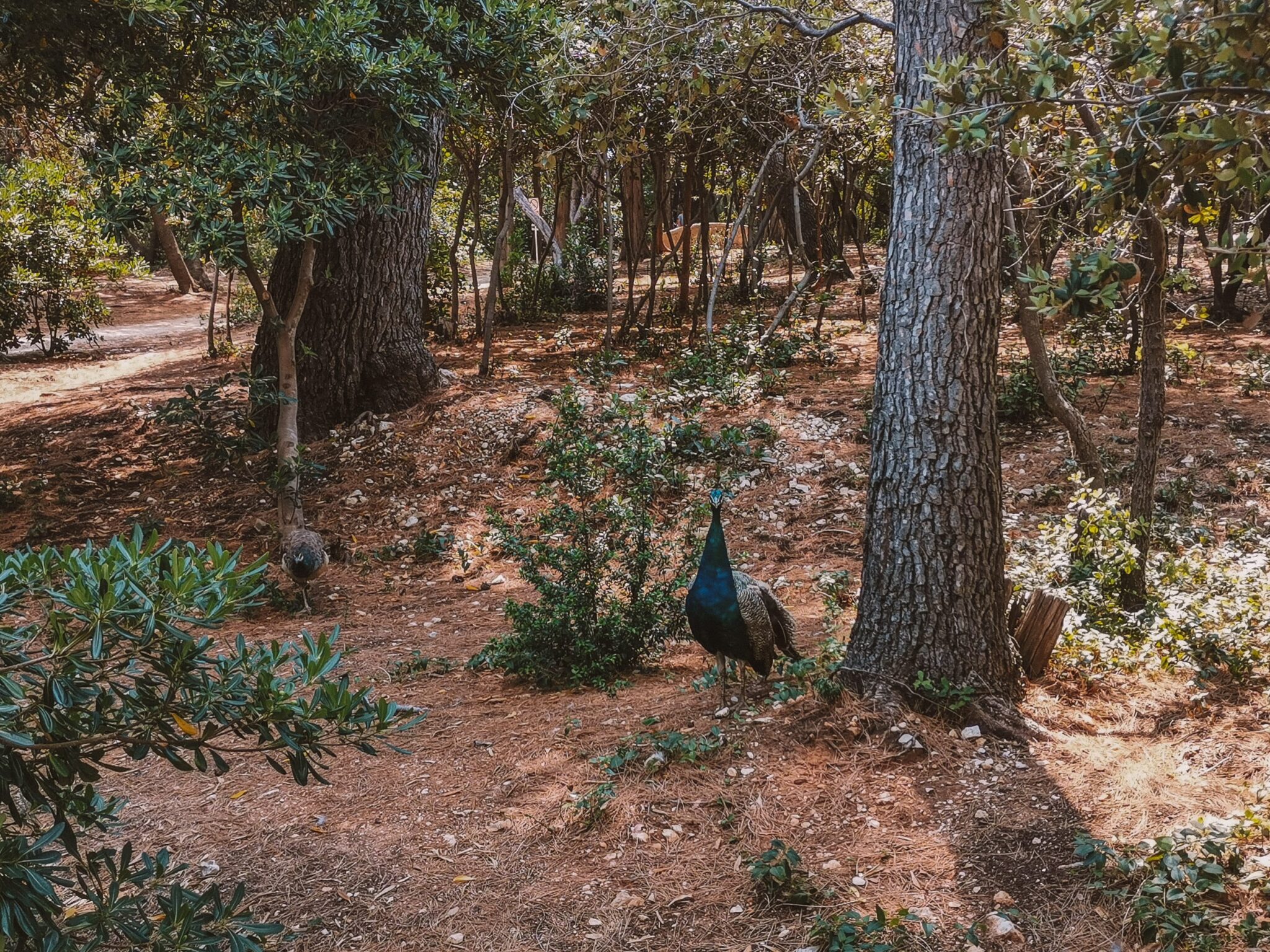 3 Tage in Dubrovnik | Guide für die dalmatinische Küste - Kathi Daniela